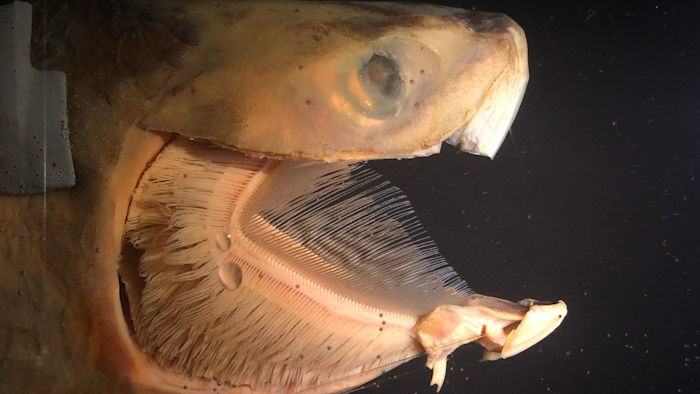 Biologist Uses Fish Mouth to Design Filter | Industrial Equipment News ...