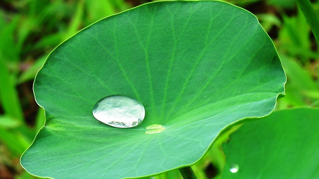 Lotus Leaf Improves Food Equipment Sanitation | Industrial Equipment ...