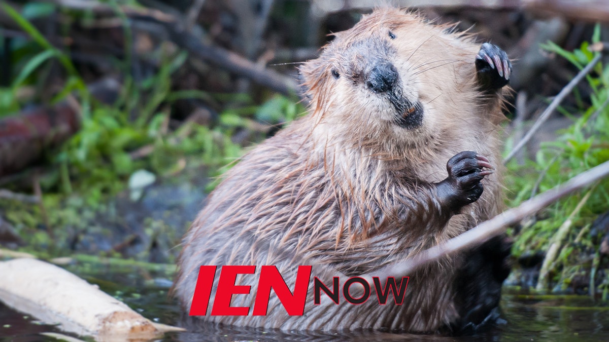 Beavers Bite Off Millions in Damage | Industrial Equipment News