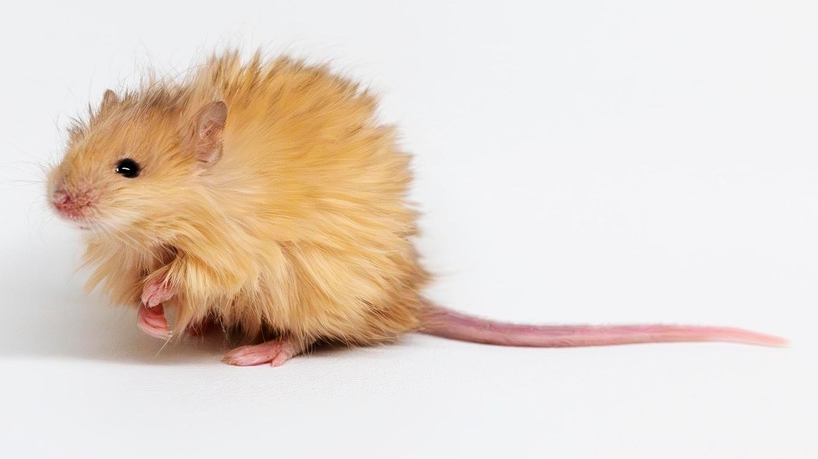 Scientists Genetically Engineer Mice with Thick Hair Like Extinct ...